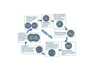 Mitosis powerpoint | PPT