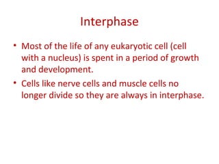 Mitosis powerpoint | PPT