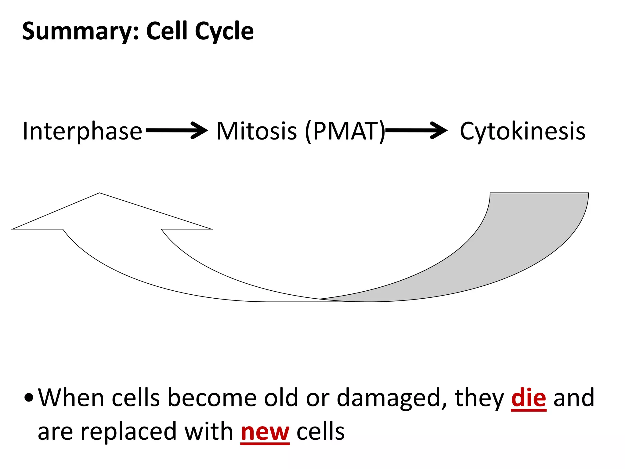 mitosis powerpoint.pptx