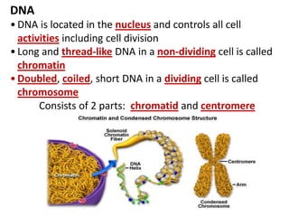 mitosis powerpoint.pptx