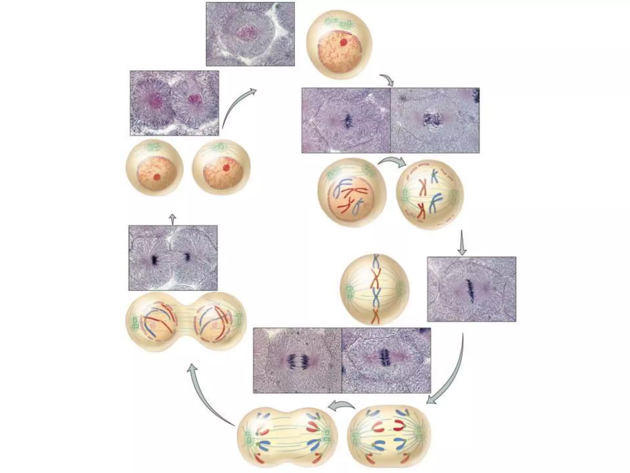 mitosis powerpoint.pptx