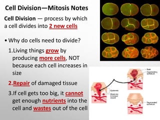 mitosis powerpoint owais.pptx
