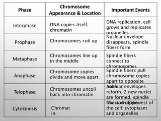 mitosis powerpoint owais.pptx