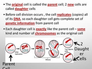 mitosis powerpoint owais.pptx