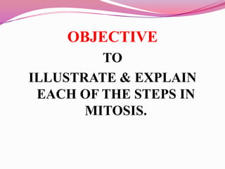 Mitosis ppoint | PPT