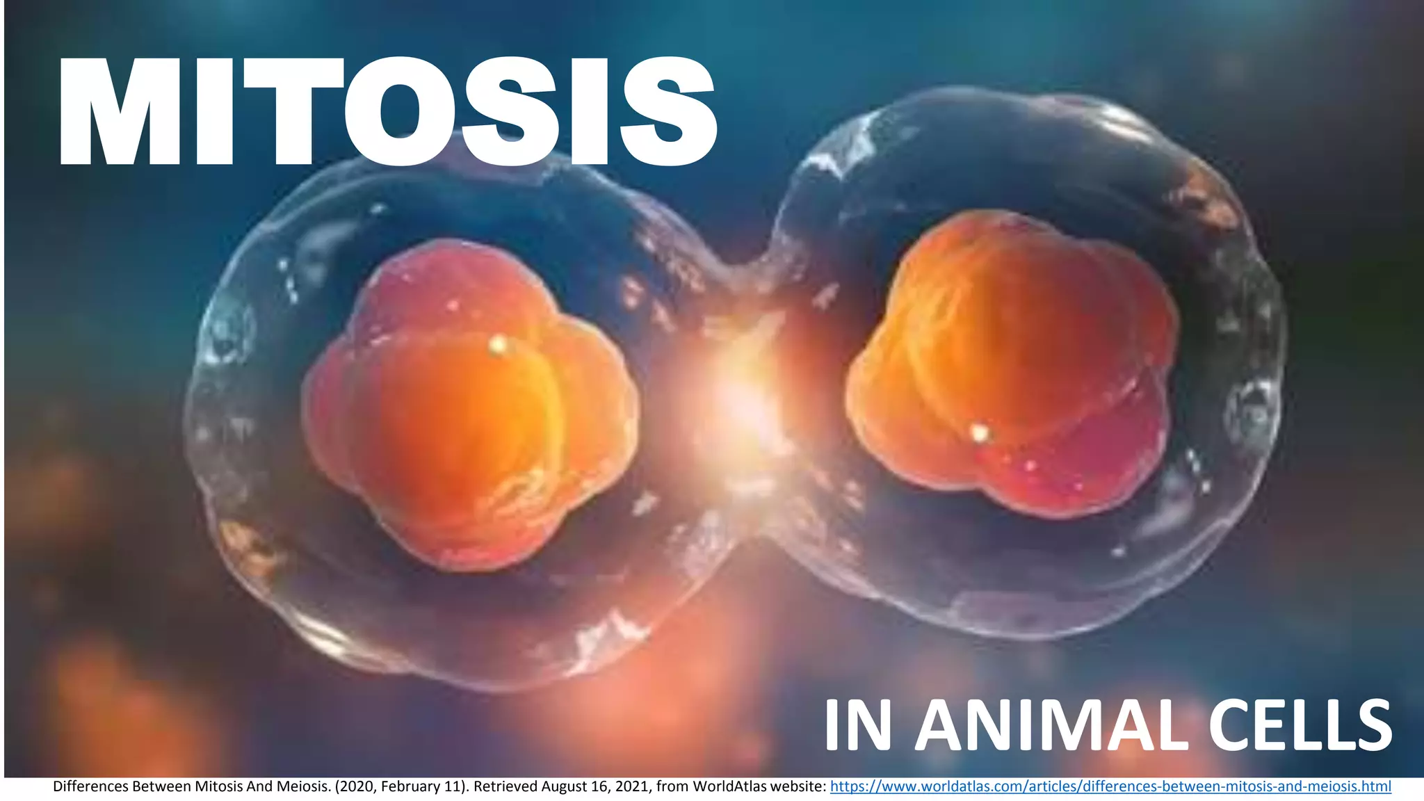 Mitosis pp presentation for gr 10 life sciences | PPTX