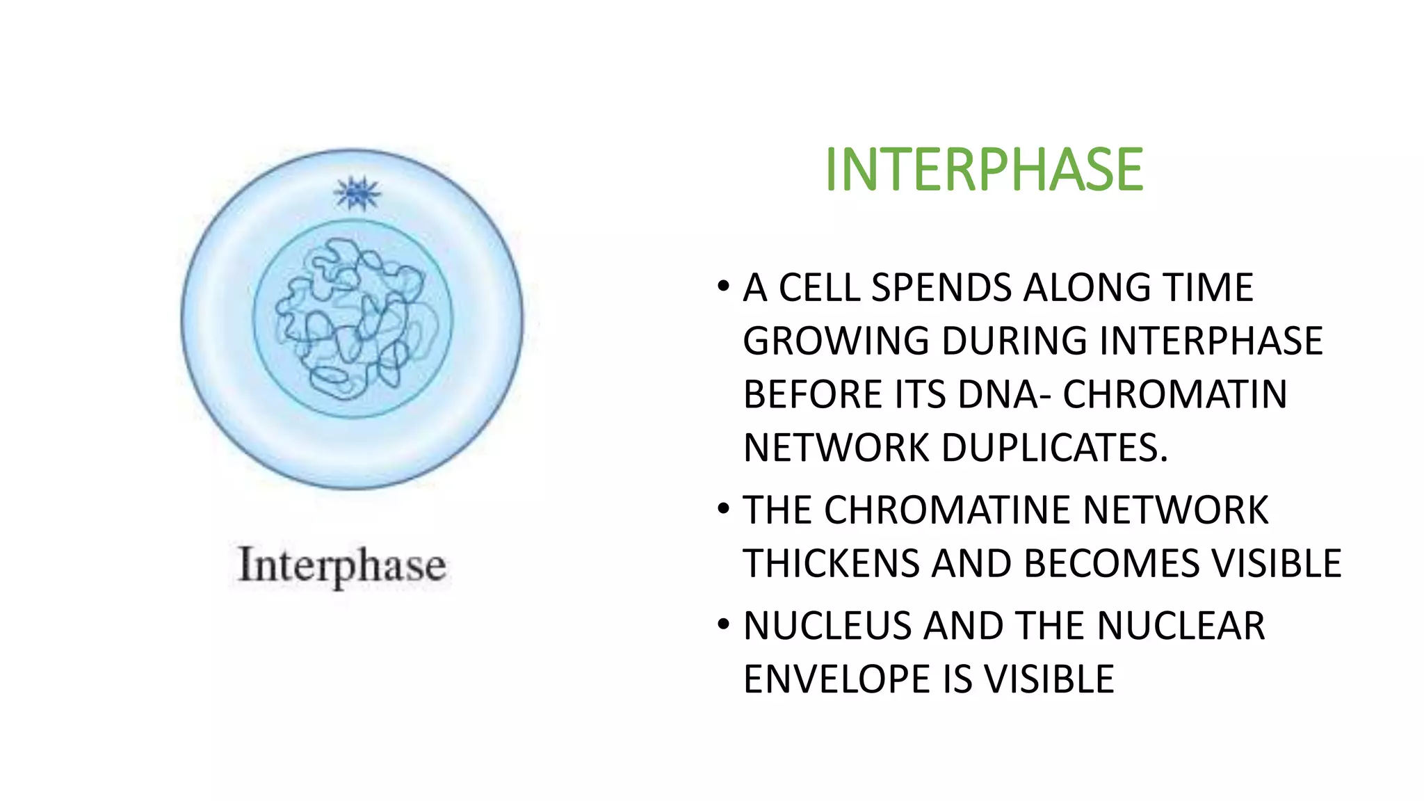 Mitosis pp presentation for gr 10 life sciences | PPTX