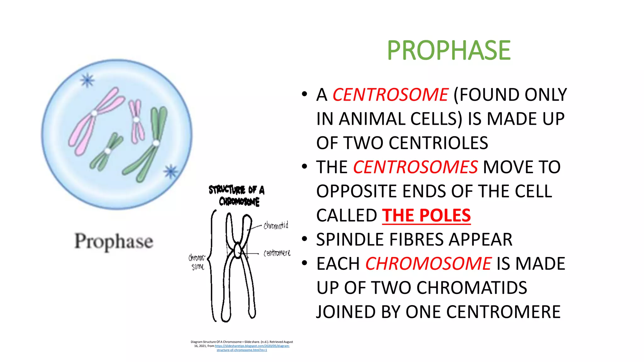 Mitosis pp presentation for gr 10 life sciences | PPTX