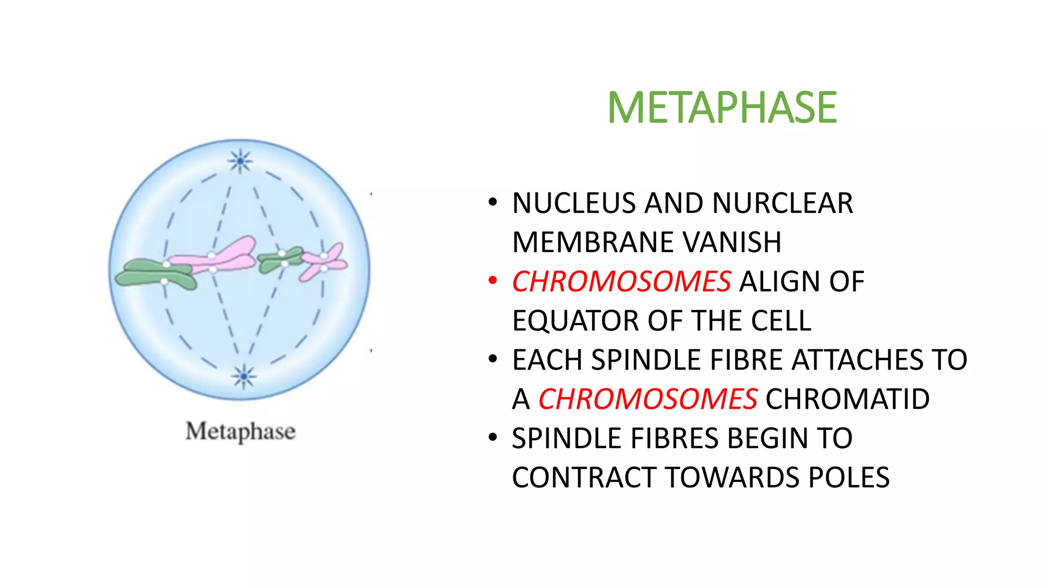 Mitosis pp presentation for gr 10 life sciences | PPTX