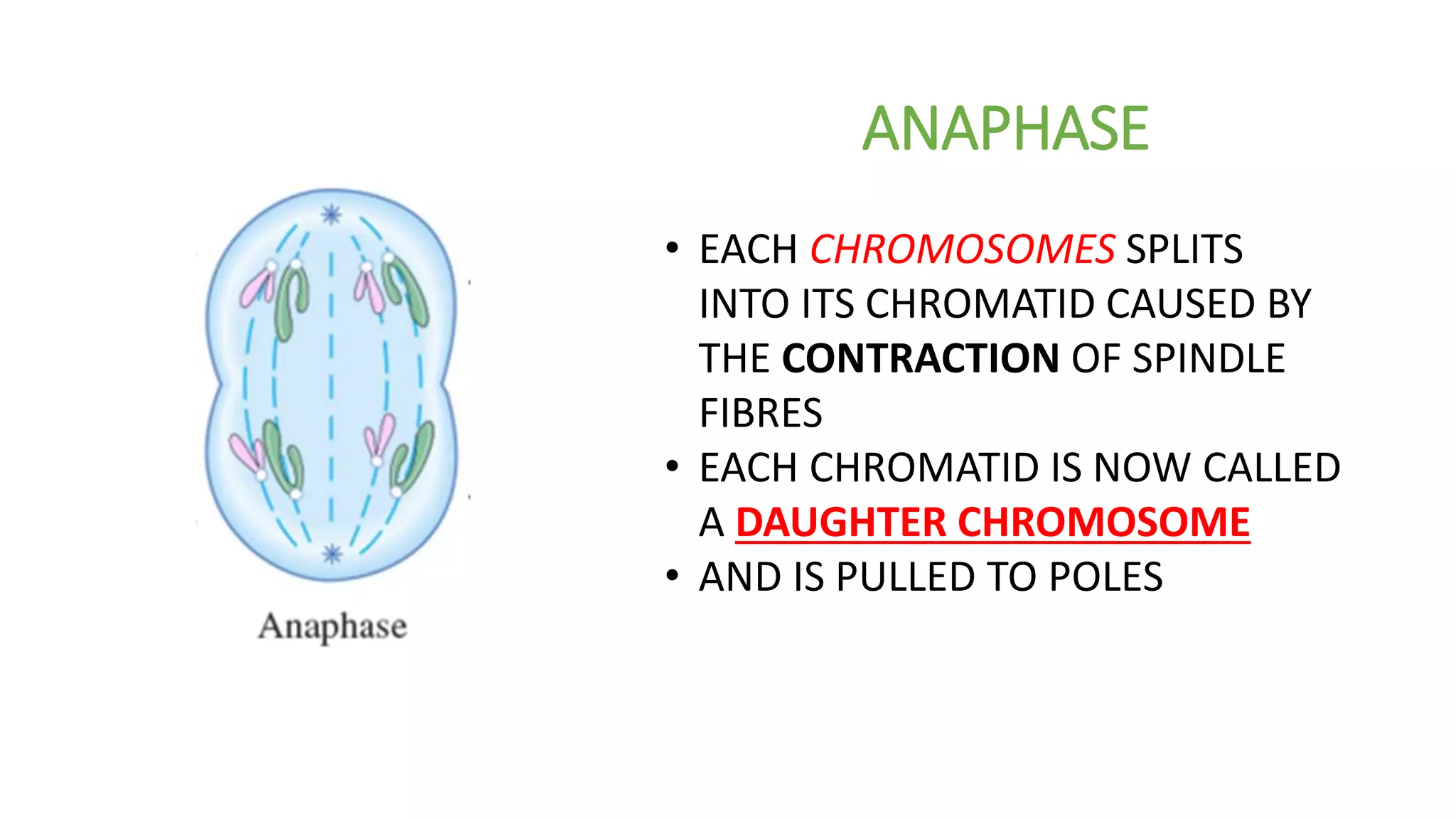 Mitosis pp presentation for gr 10 life sciences | PPTX