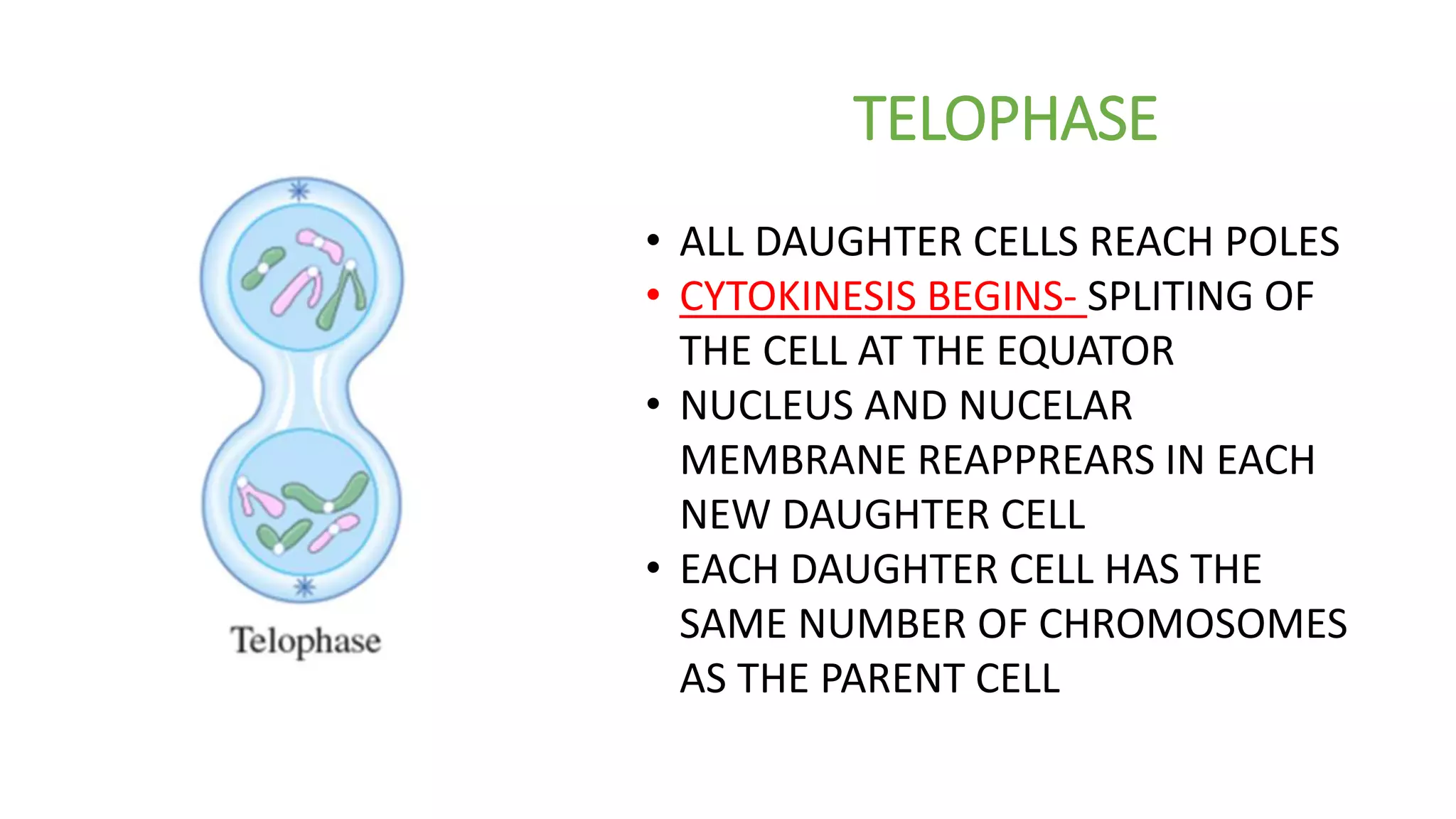 Mitosis pp presentation for gr 10 life sciences | PPTX