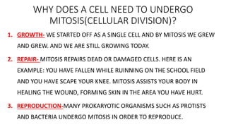 Mitosis pp presentation for gr 10 life sciences | PPTX