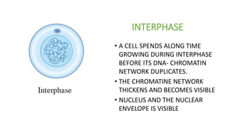 Mitosis pp presentation for gr 10 life sciences | PPTX
