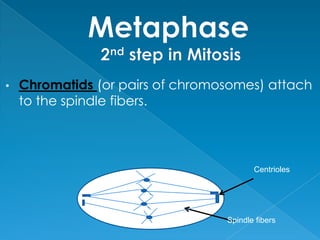 Mitosis P P T | PPTX