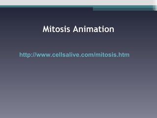 Mitosis ppt | PPT