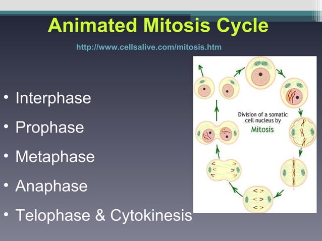 Mitosis ppt | PPT