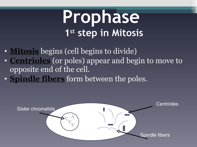 Mitosis ppt | PPT