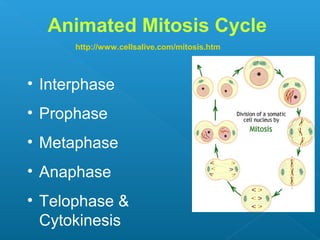 Mitosis ppt | PPT