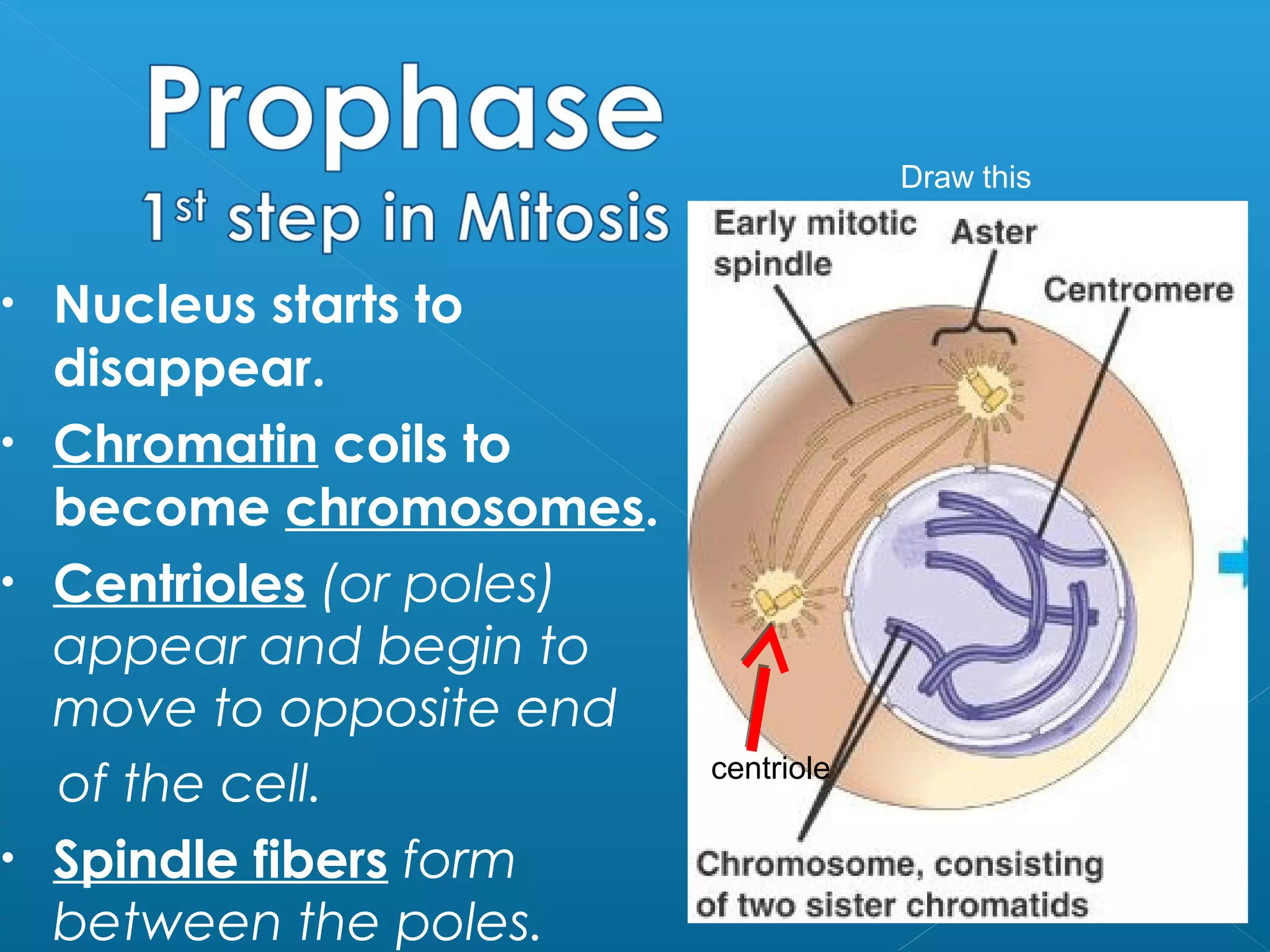 Mitosis Notes 7th grade level | PPT