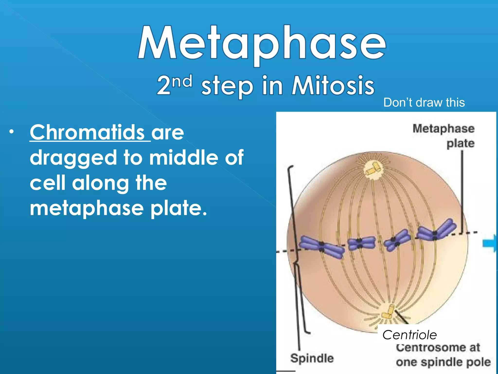 Mitosis Notes 7th grade level | PPT