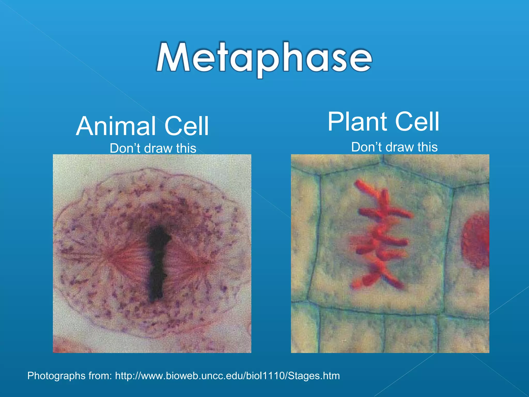 Mitosis Notes 7th grade level | PPT