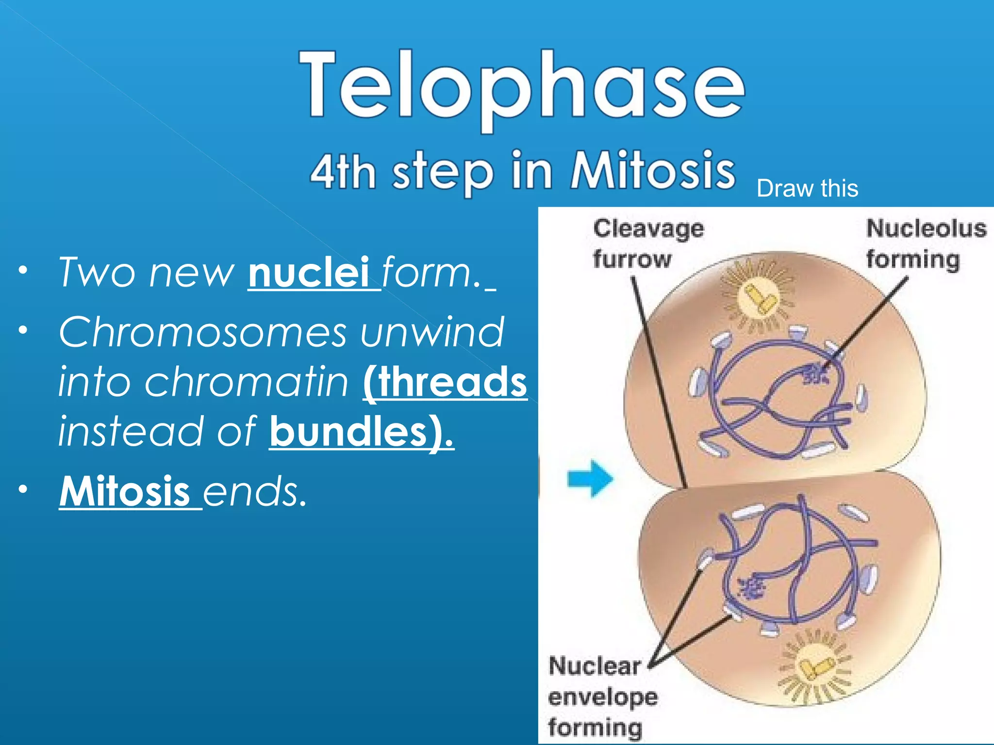 Mitosis Notes 7th grade level | PPT
