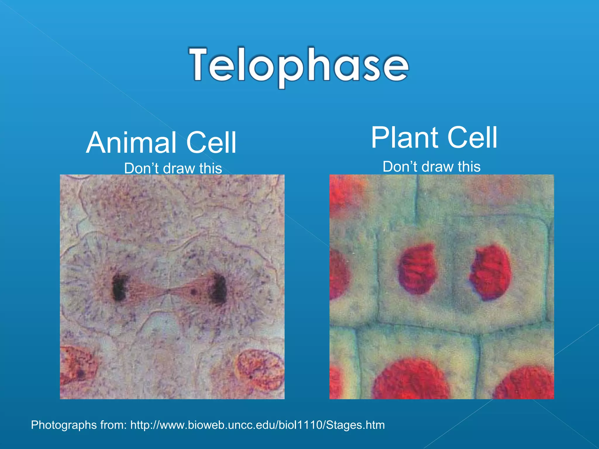 Mitosis Notes 7th grade level | PPT