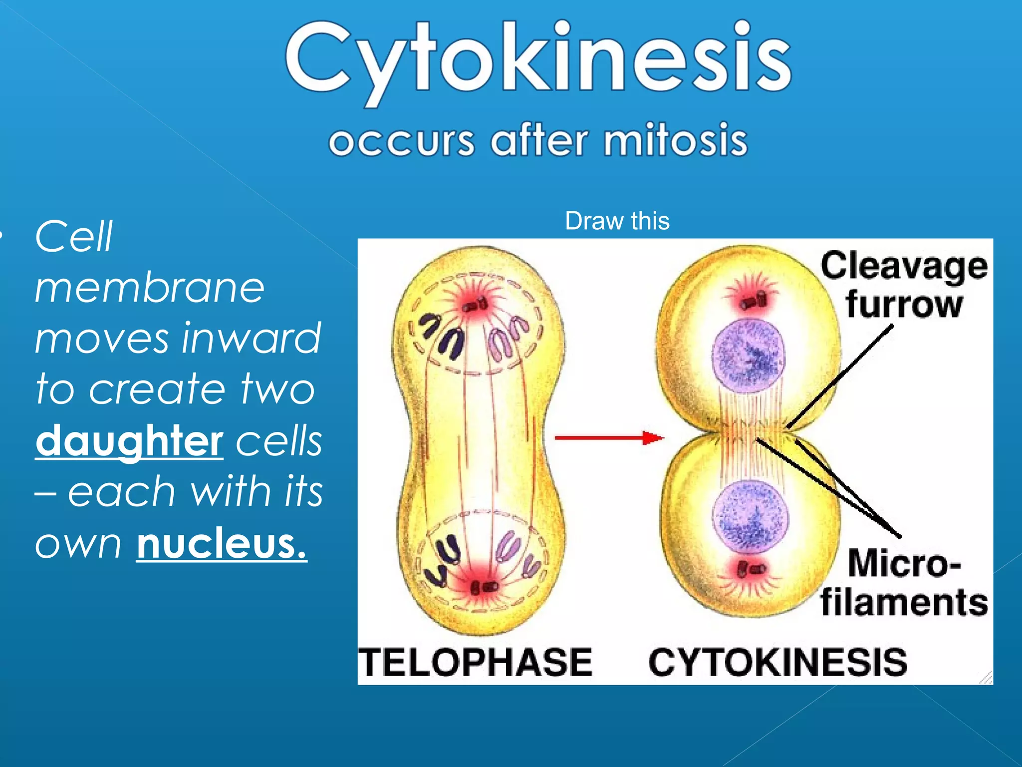 Mitosis Notes 7th grade level | PPT