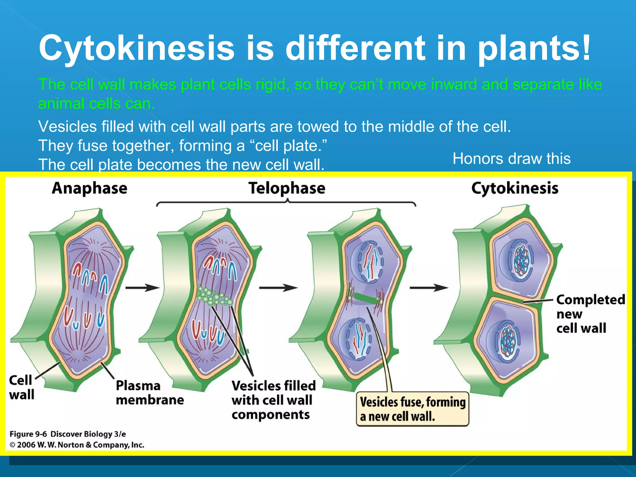 Mitosis Notes 7th grade level | PPT