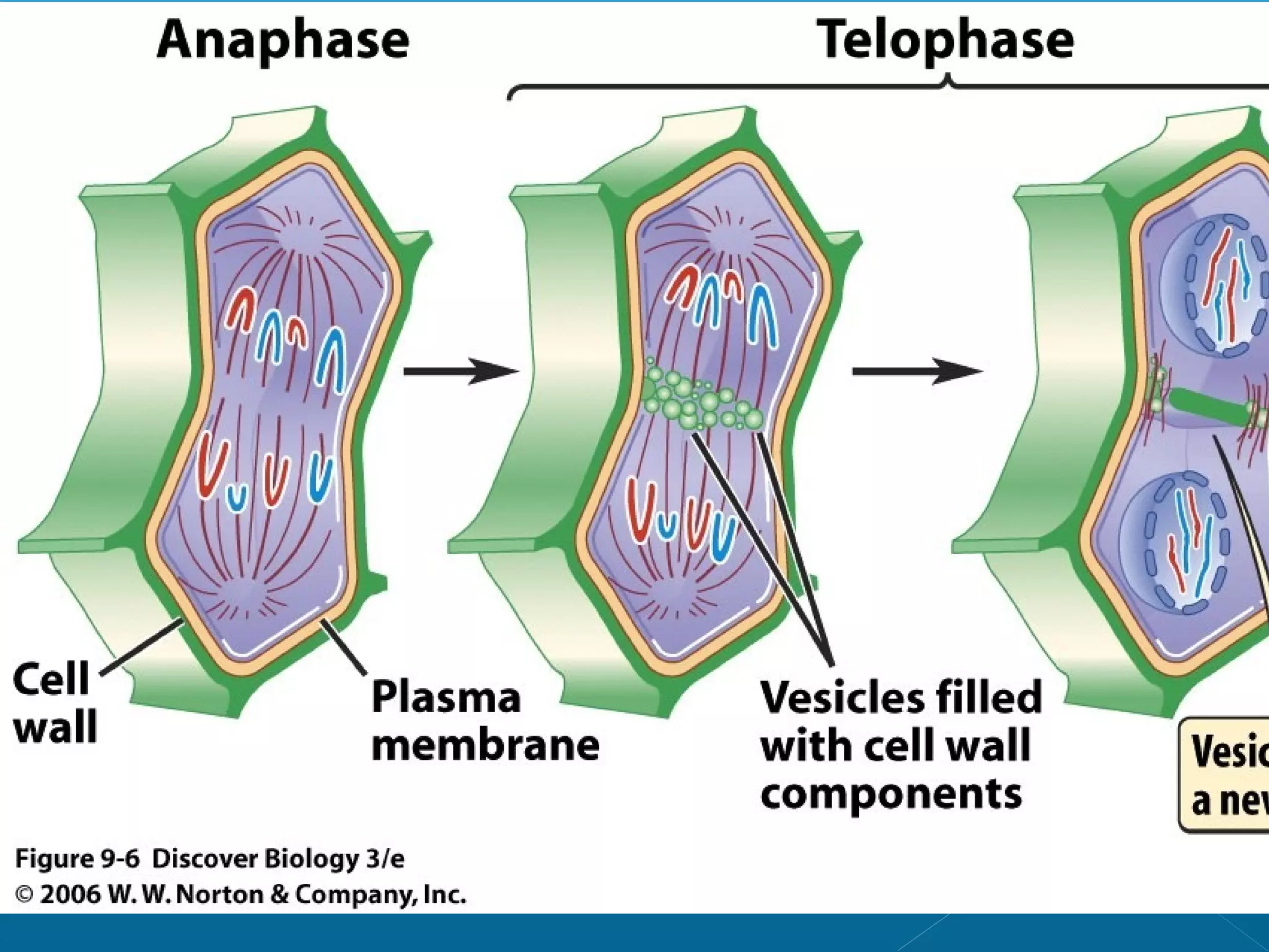 Mitosis Notes 7th grade level | PPT