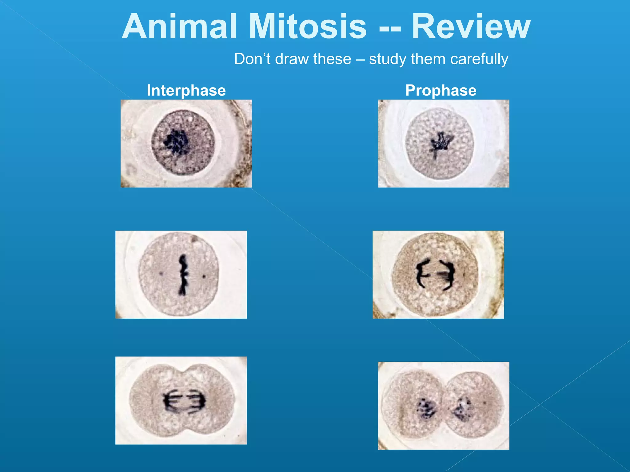 Mitosis Notes 7th grade level | PPT