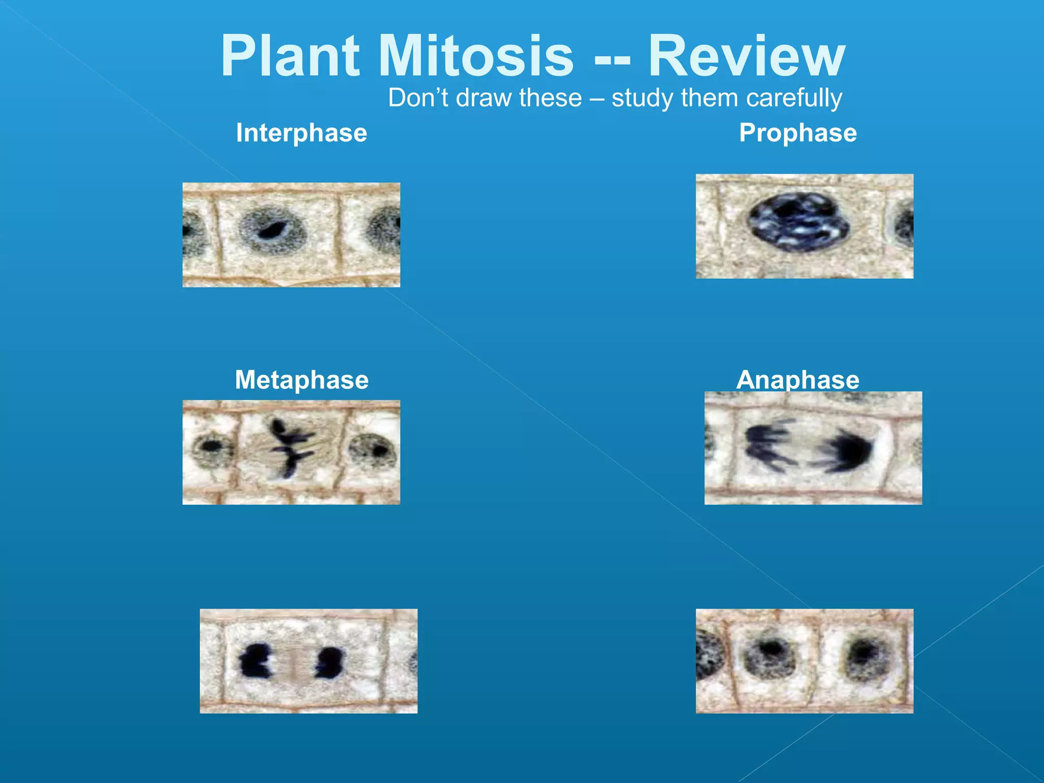 Mitosis Notes 7th grade level | PPT