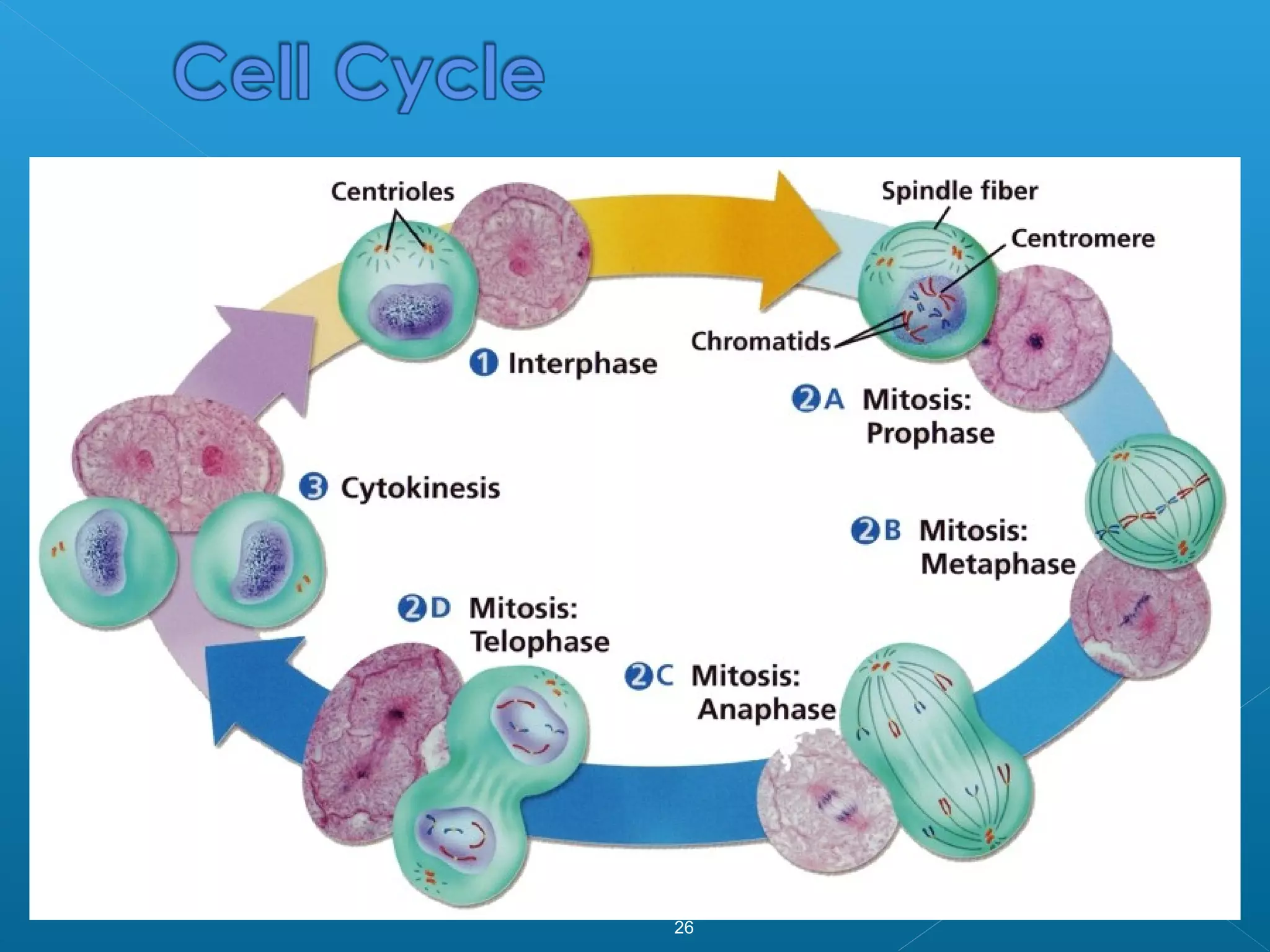 Mitosis Notes 7th grade level | PPT