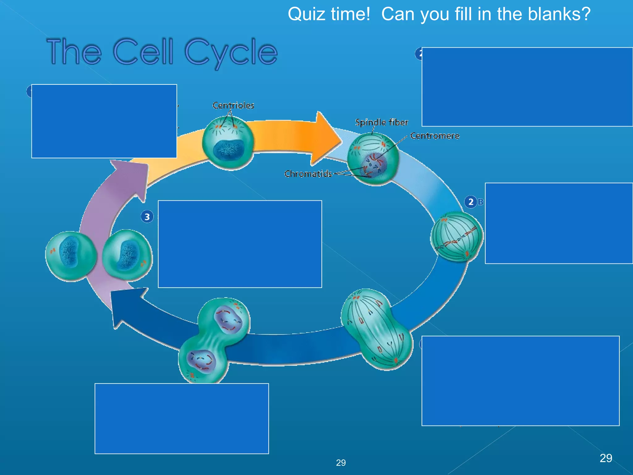 Mitosis Notes 7th grade level | PPT