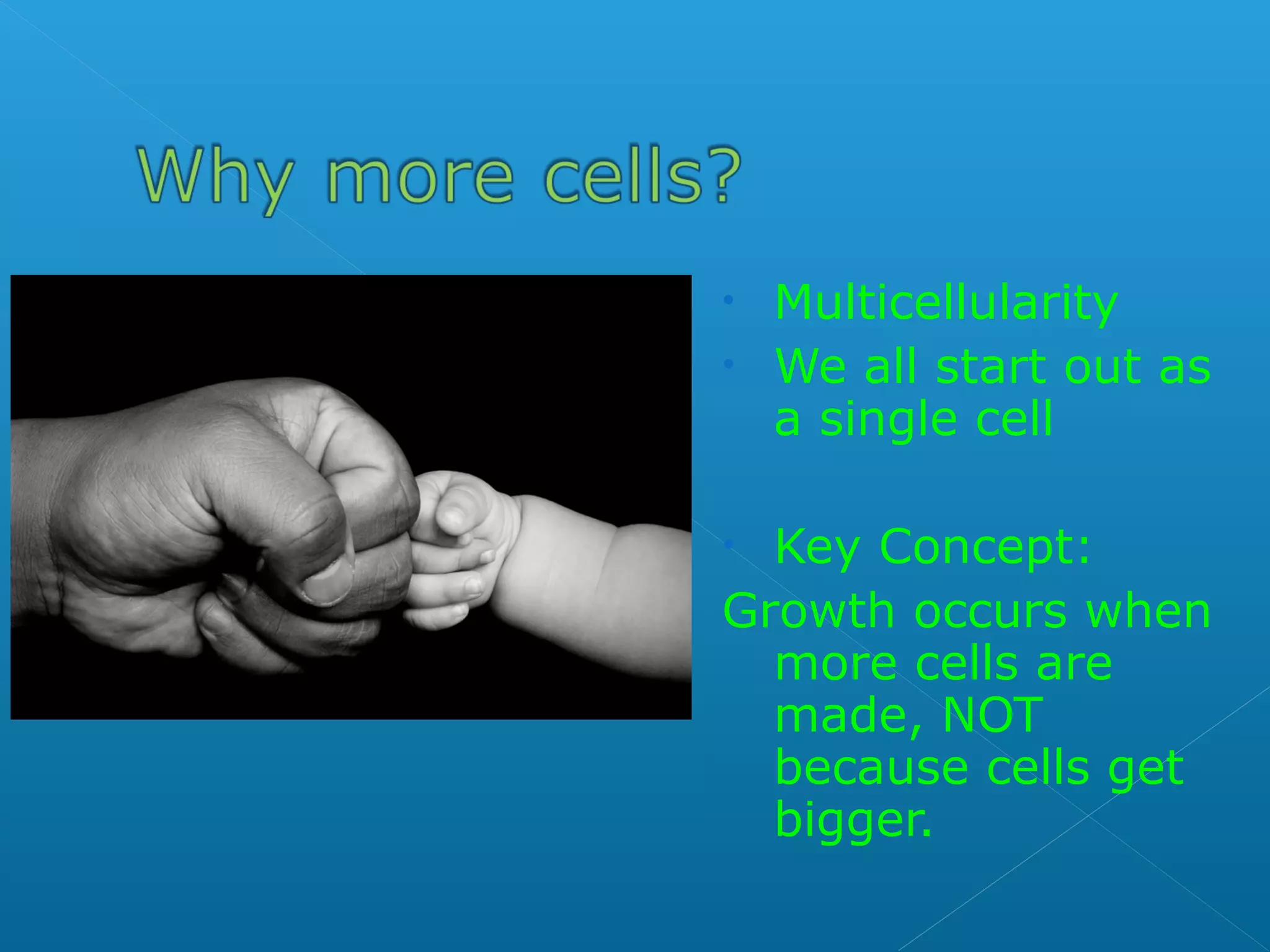 Mitosis Notes 7th grade level | PPT