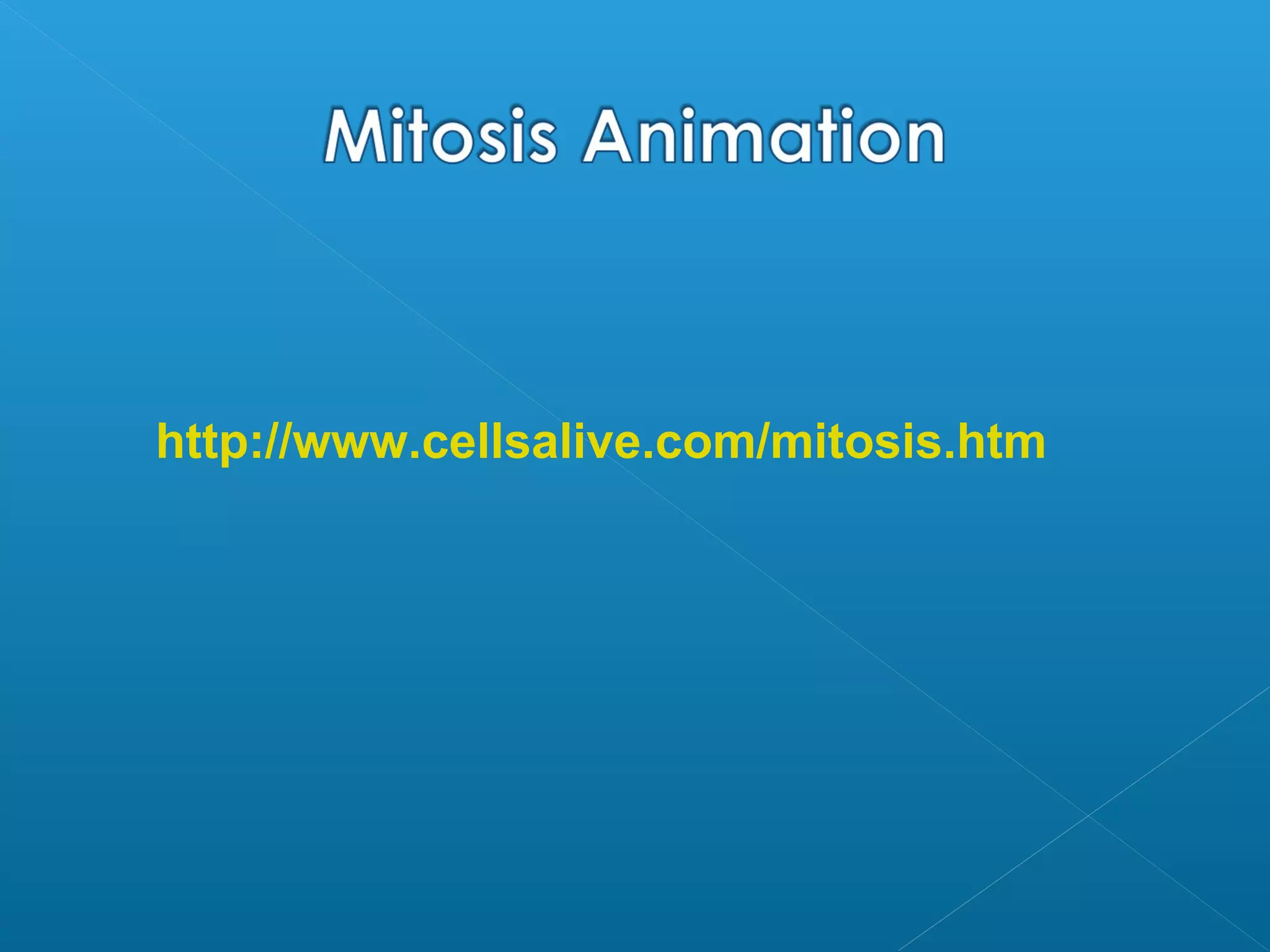 Mitosis Notes 7th grade level | PPT