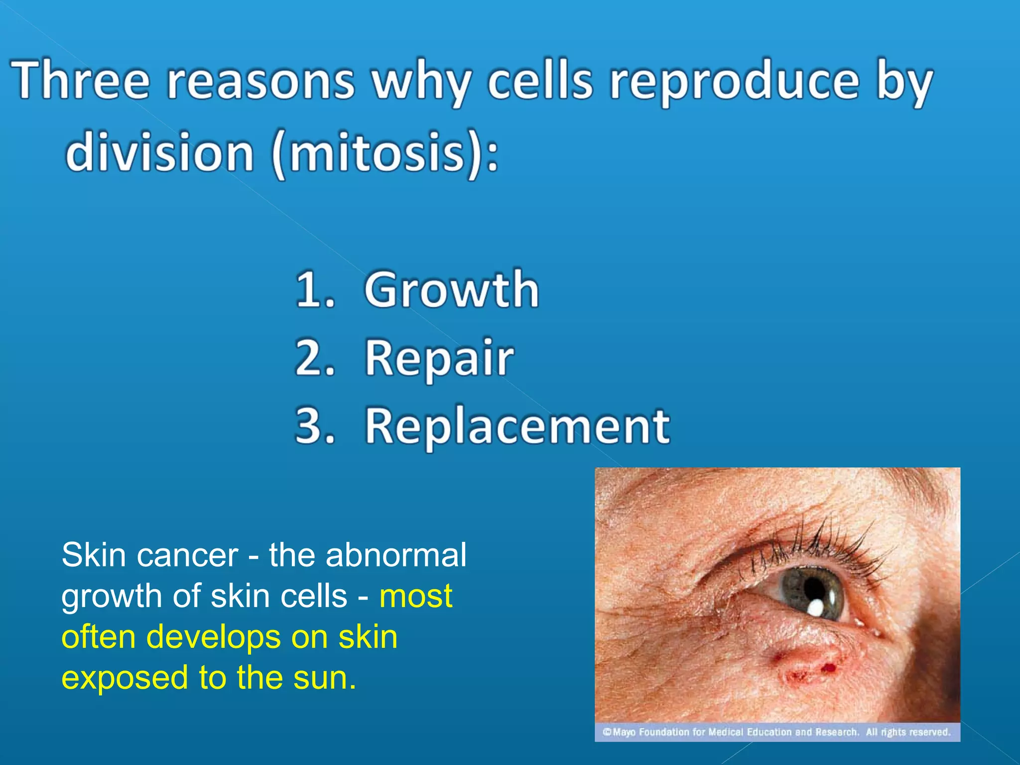 Mitosis Notes 7th grade level | PPT