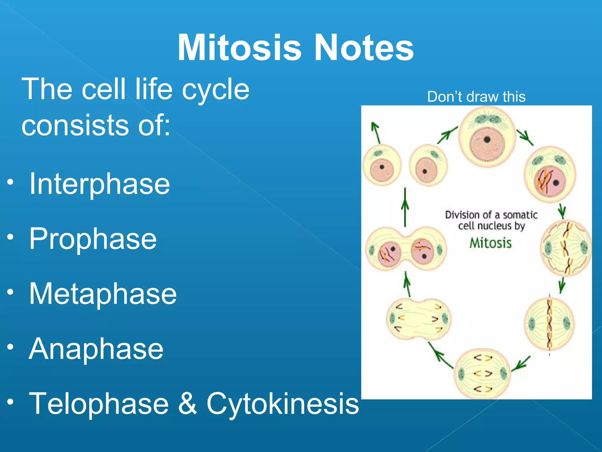 Mitosis Notes 7th grade level | PPT
