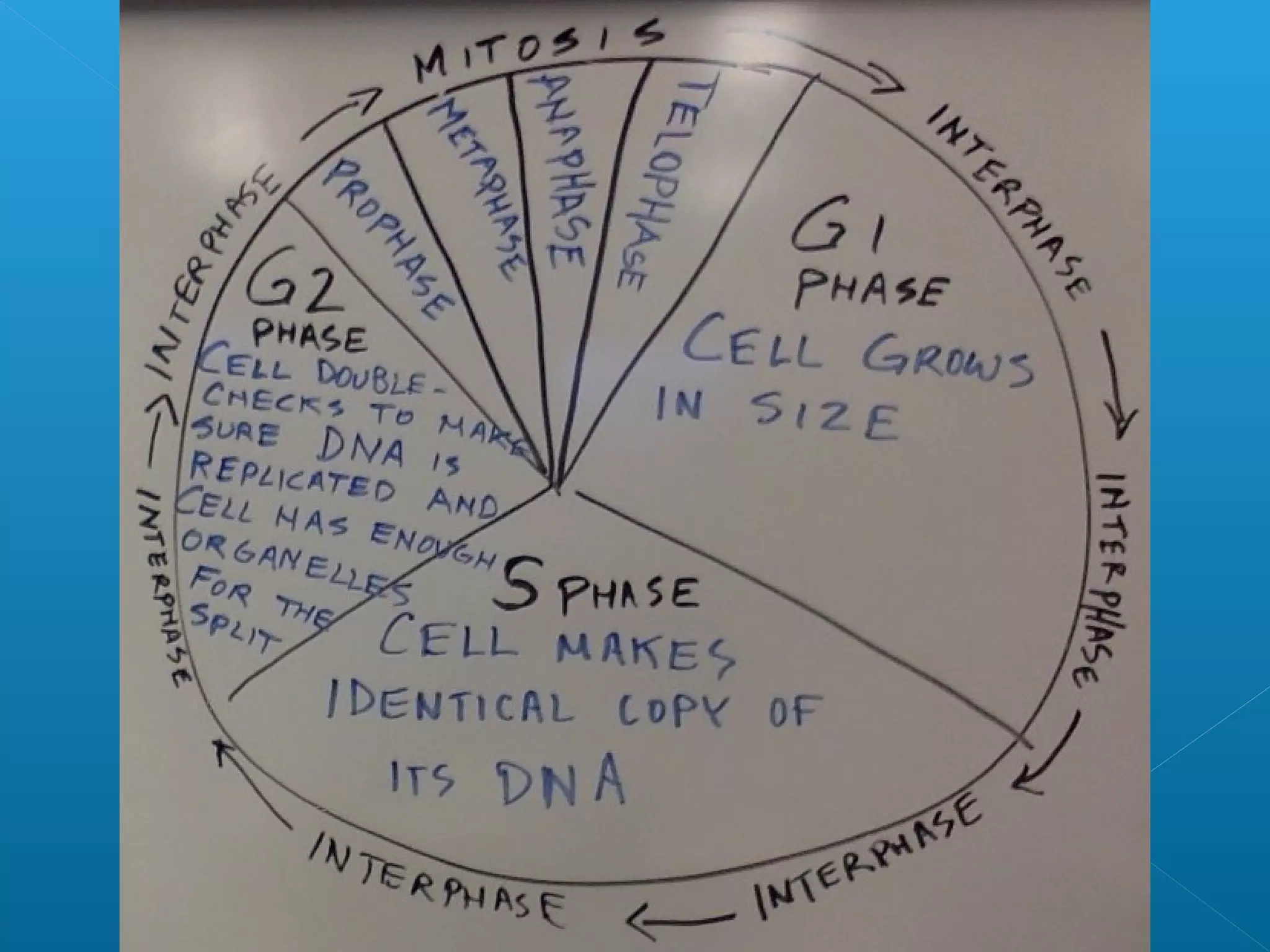 Mitosis Notes 7th grade level | PPT