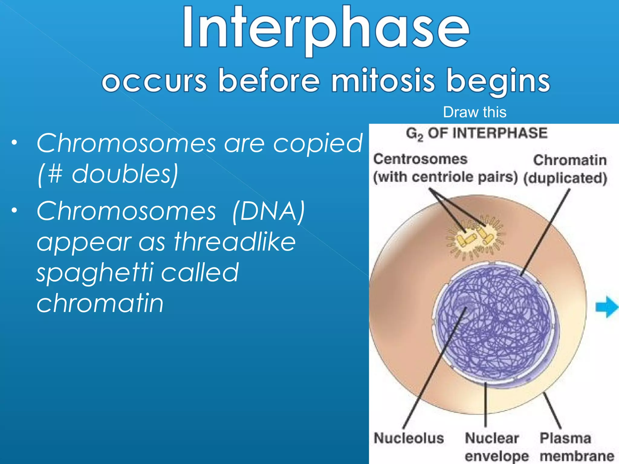 Mitosis Notes 7th grade level | PPT