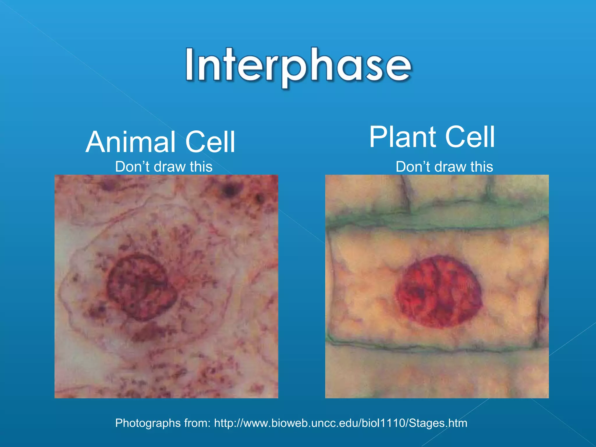 Mitosis Notes 7th grade level | PPT
