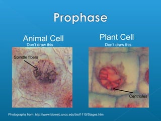 Mitosis Notes 7th grade level | PPT