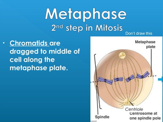 Mitosis Notes 7th grade level | PPT | Biological Sciences | Science