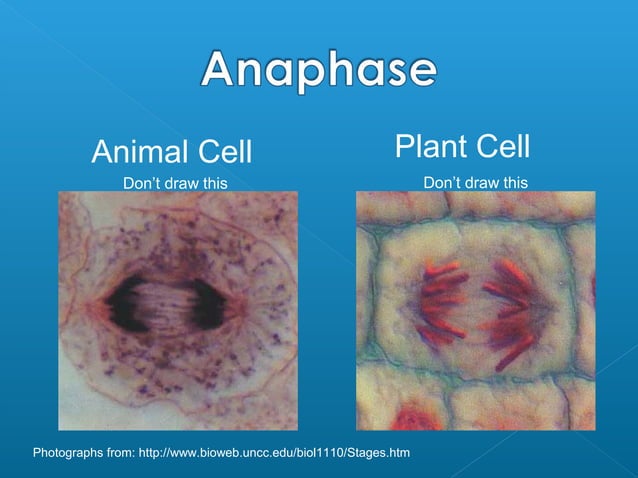 Mitosis Notes 7th grade level | PPT | Biological Sciences | Science