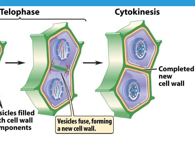 Mitosis Notes 7th grade level | PPT | Biological Sciences | Science