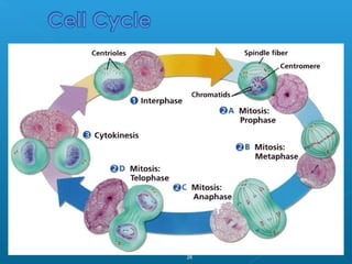 Mitosis Notes 7th grade level | PPT