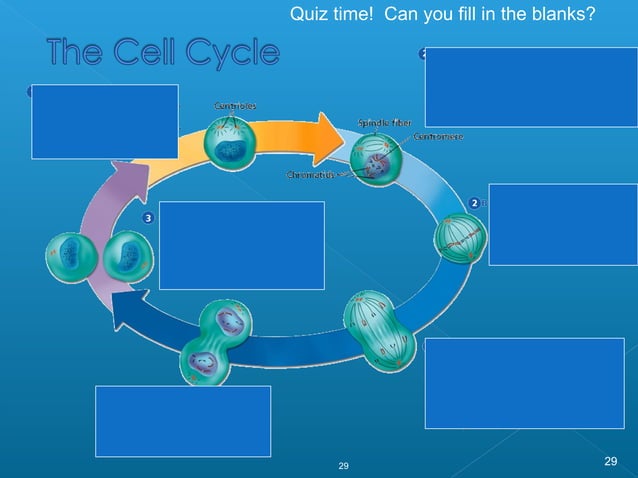 Mitosis Notes 7th grade level | PPT | Biological Sciences | Science