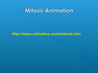 Mitosis Notes 7th grade level | PPT