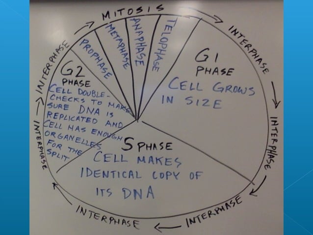 Mitosis Notes 7th grade level | PPT | Biological Sciences | Science