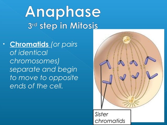 Mitosis ppt | PPT